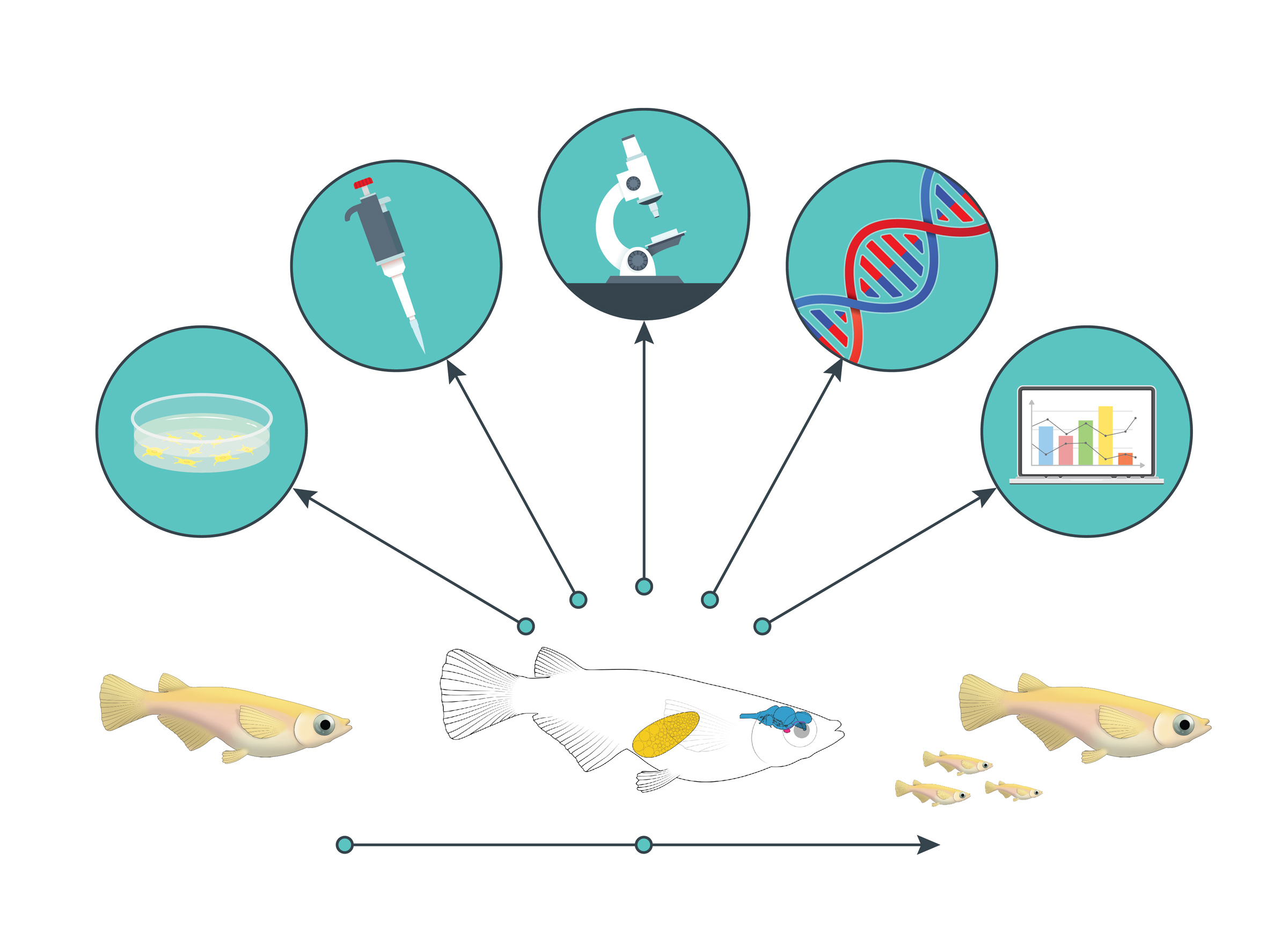 Schema process experience - Anthony Peltier