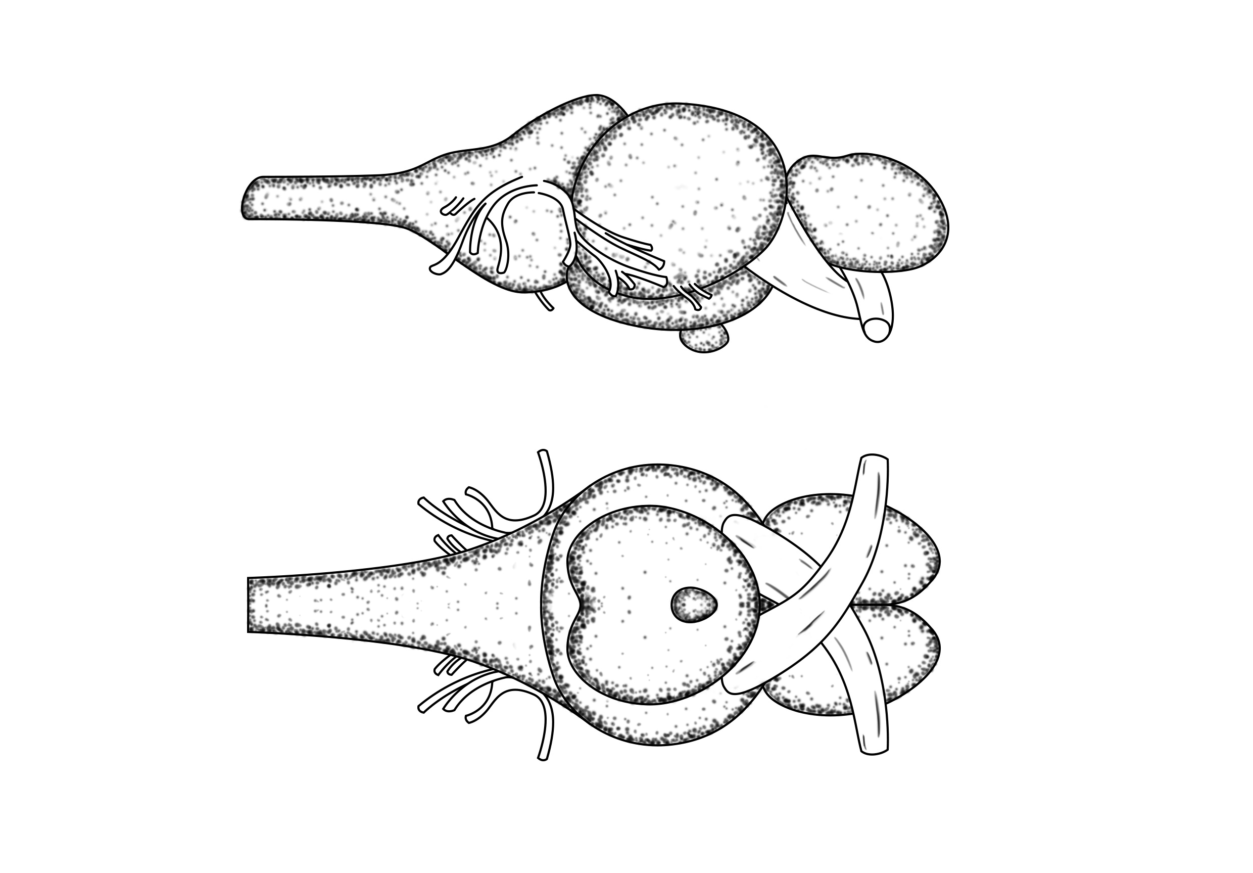 Medaka brain - Anthony Peltier